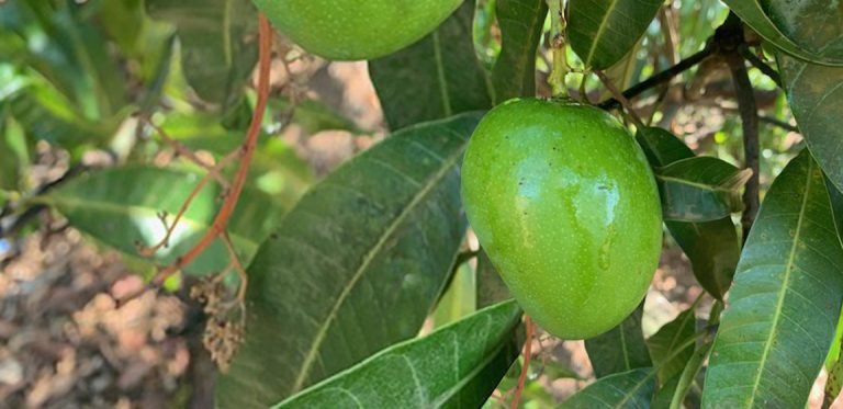 Don’t judge a mango by its SAP - Aamrai