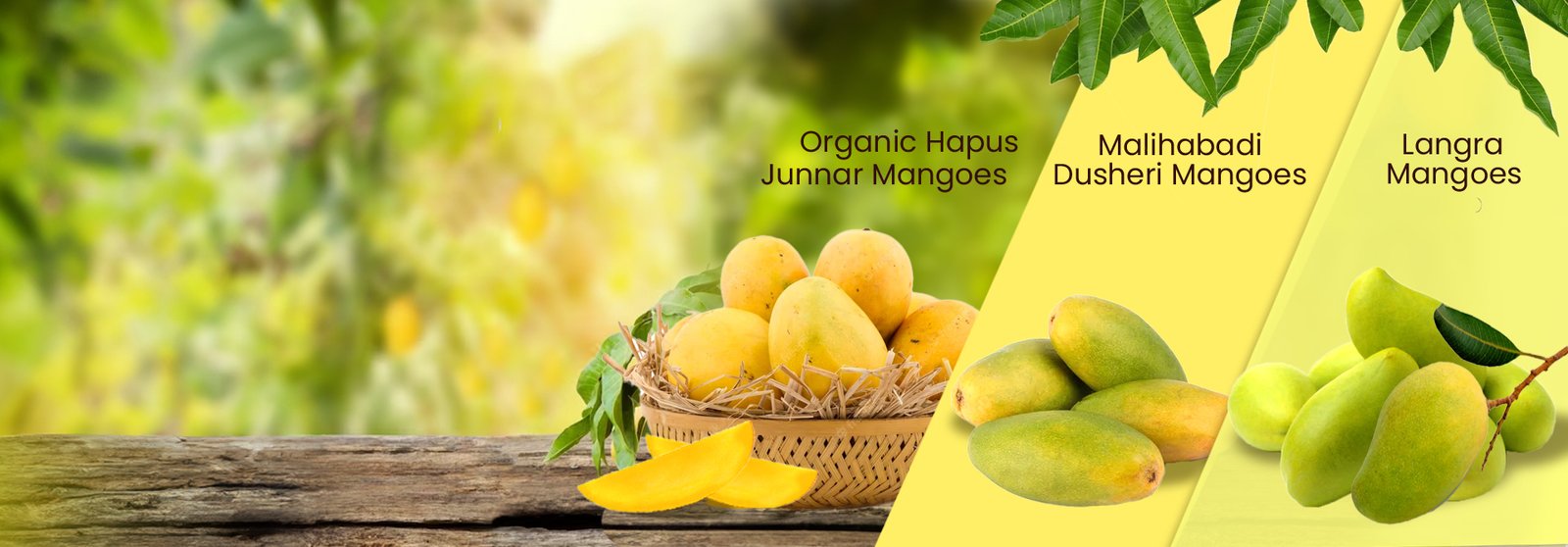 All of India's finest varieties of mangoes available here! BUY NOW
