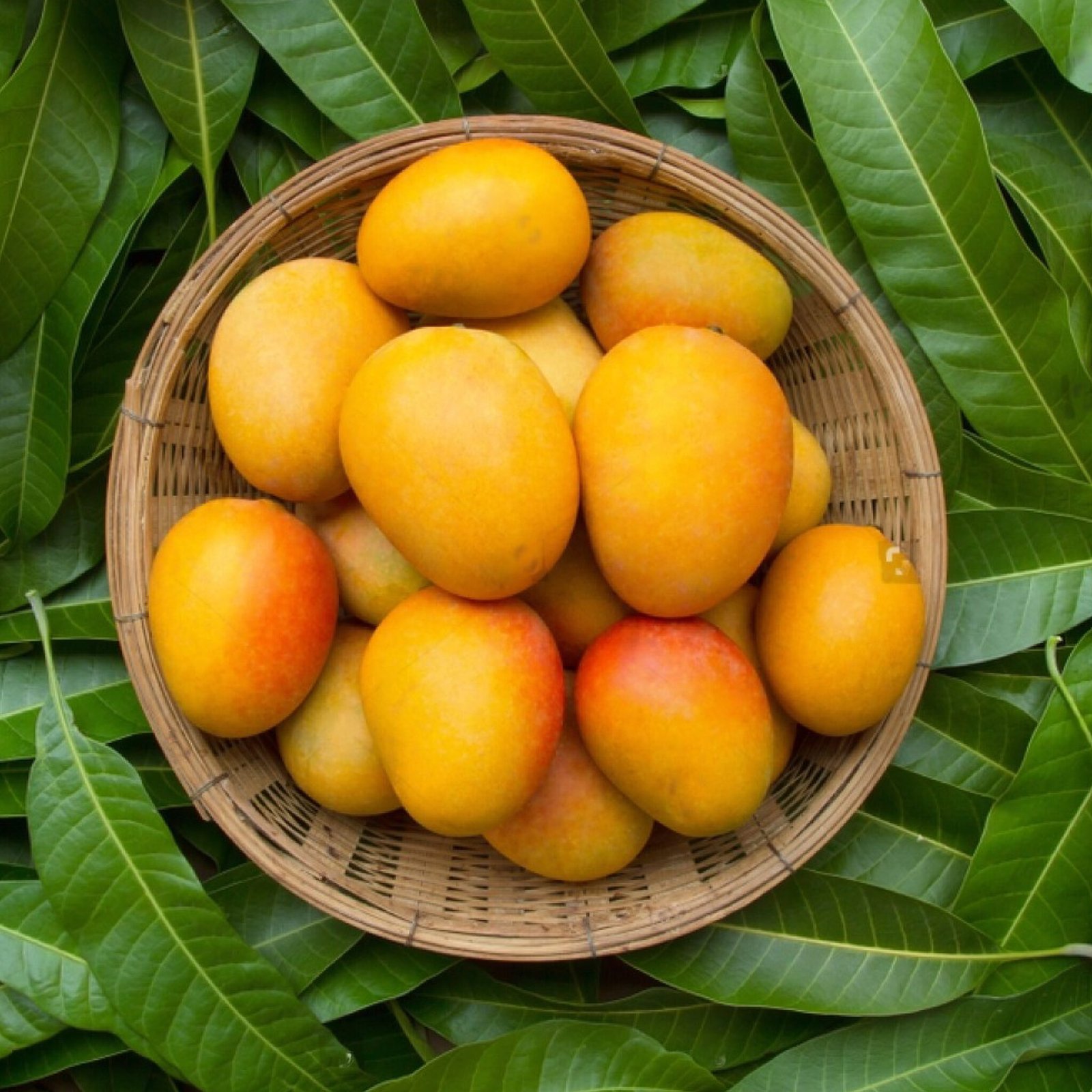Buy Alphonso Organic Mangoes Online | Certified Organic Mangoes