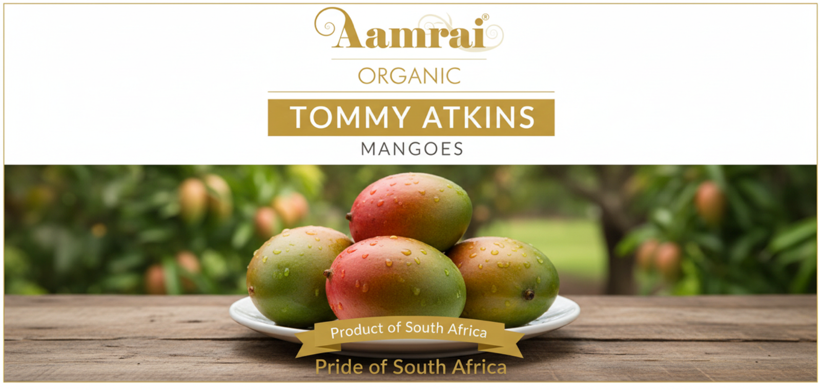 Tommy Atkins Mangoes from AAMRAI Arrive This Winter - Aamrai